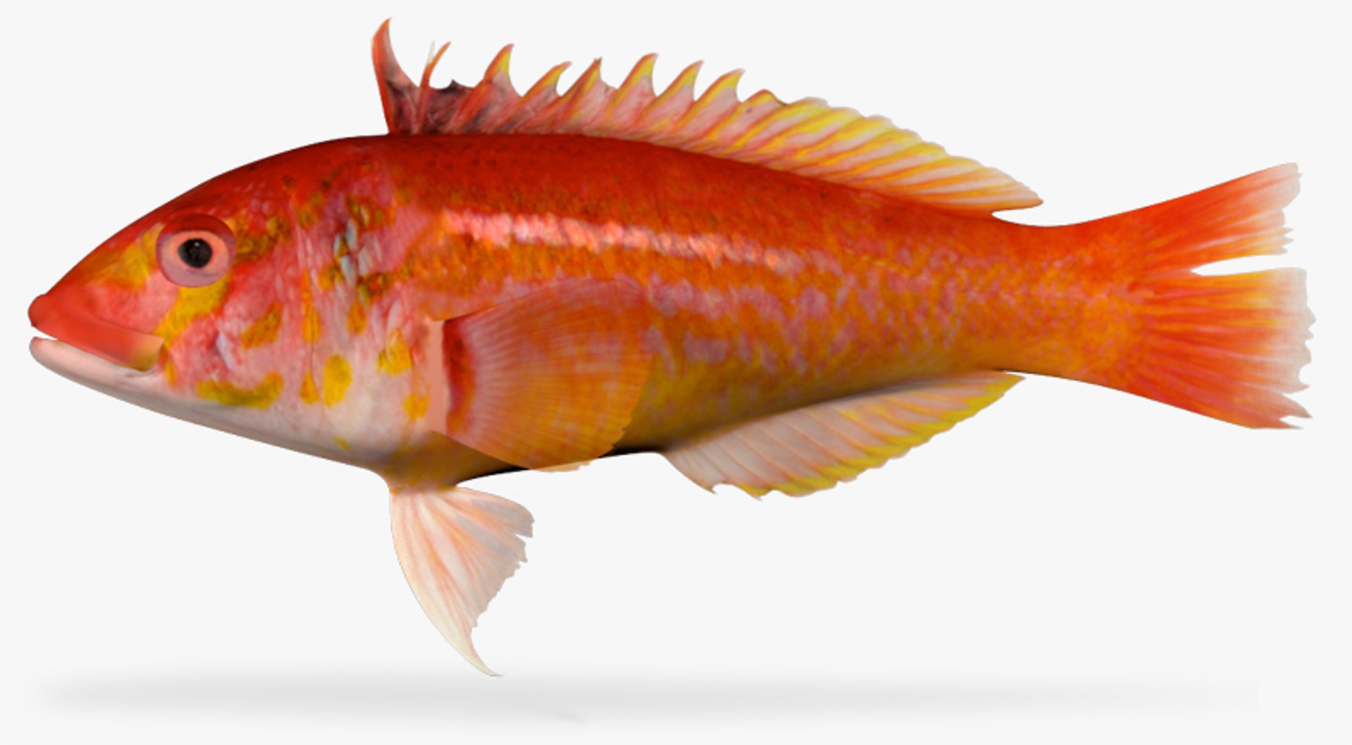3d Model Bleeding Wrasse