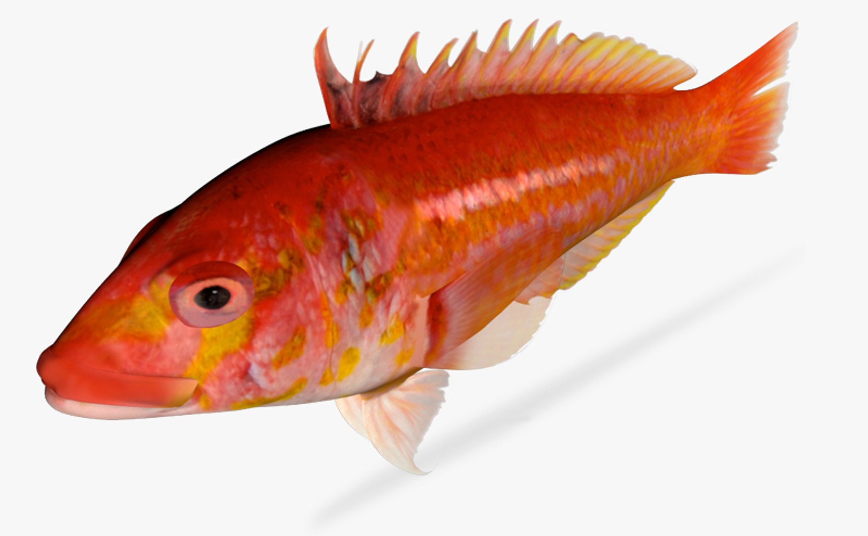 3d Model Bleeding Wrasse