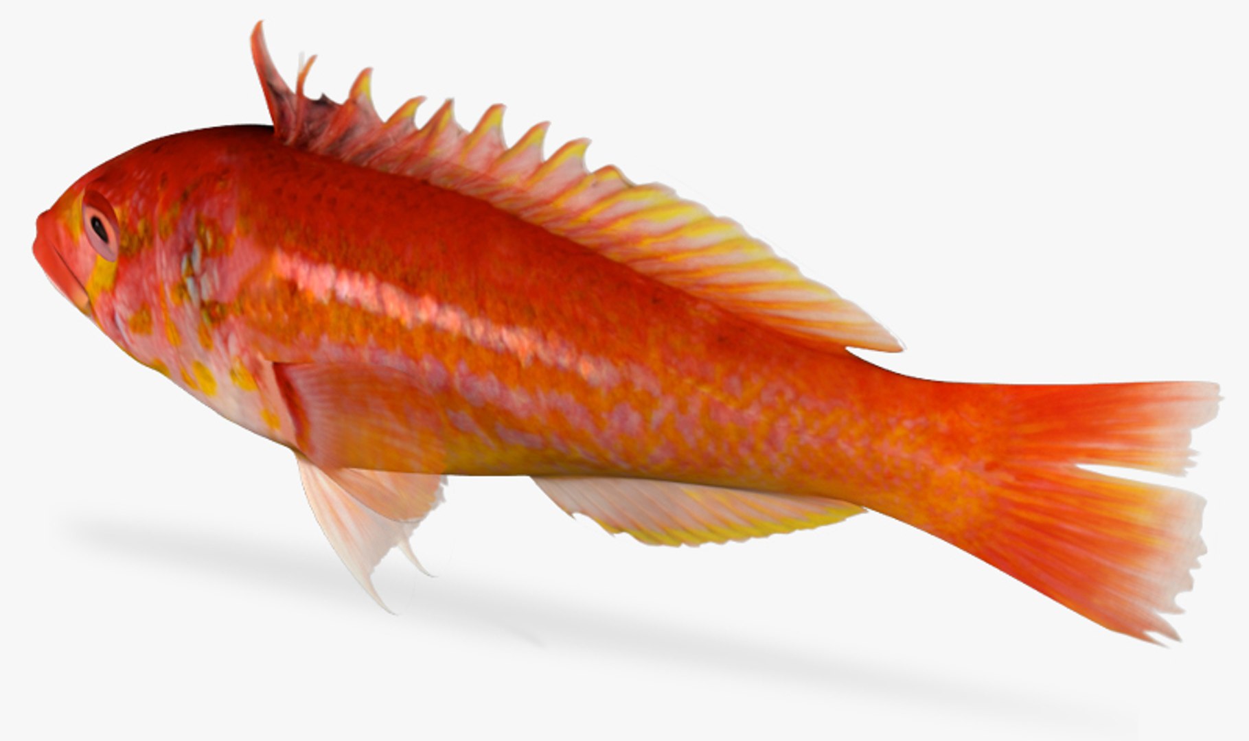 3d Model Bleeding Wrasse