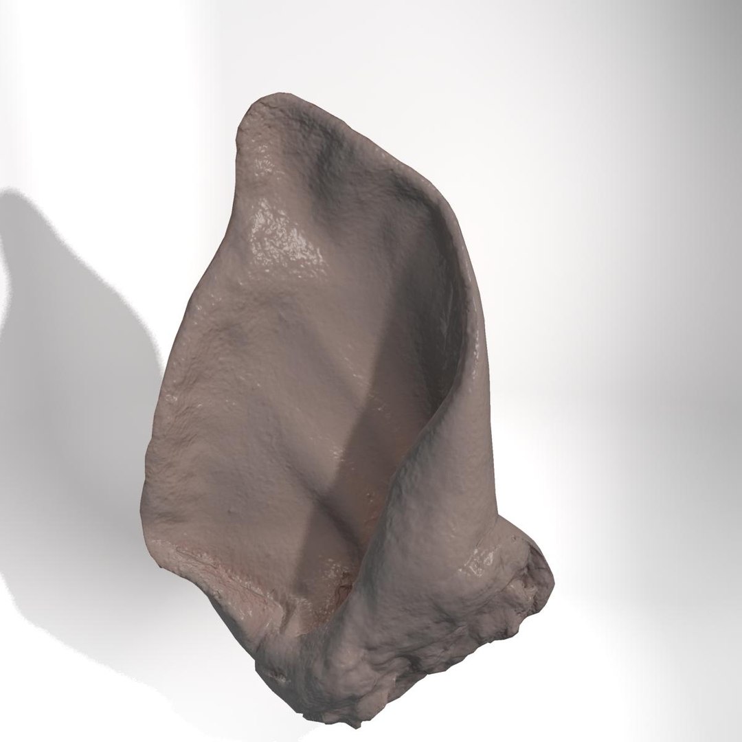 3d Pig S Ear
