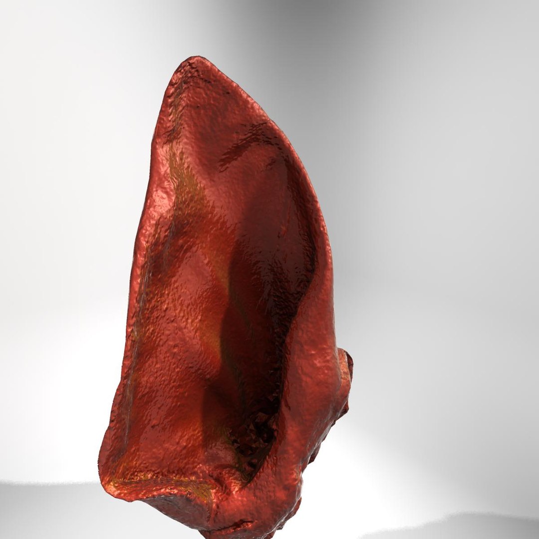 3d Pig S Ear