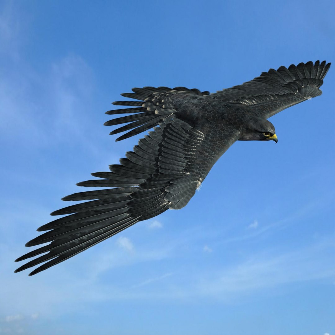 Peregrine Falcon Max