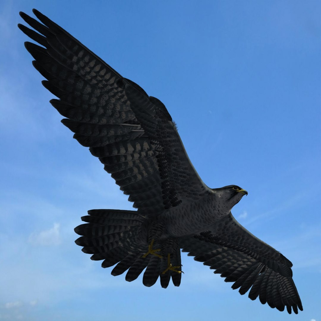 Peregrine Falcon Max