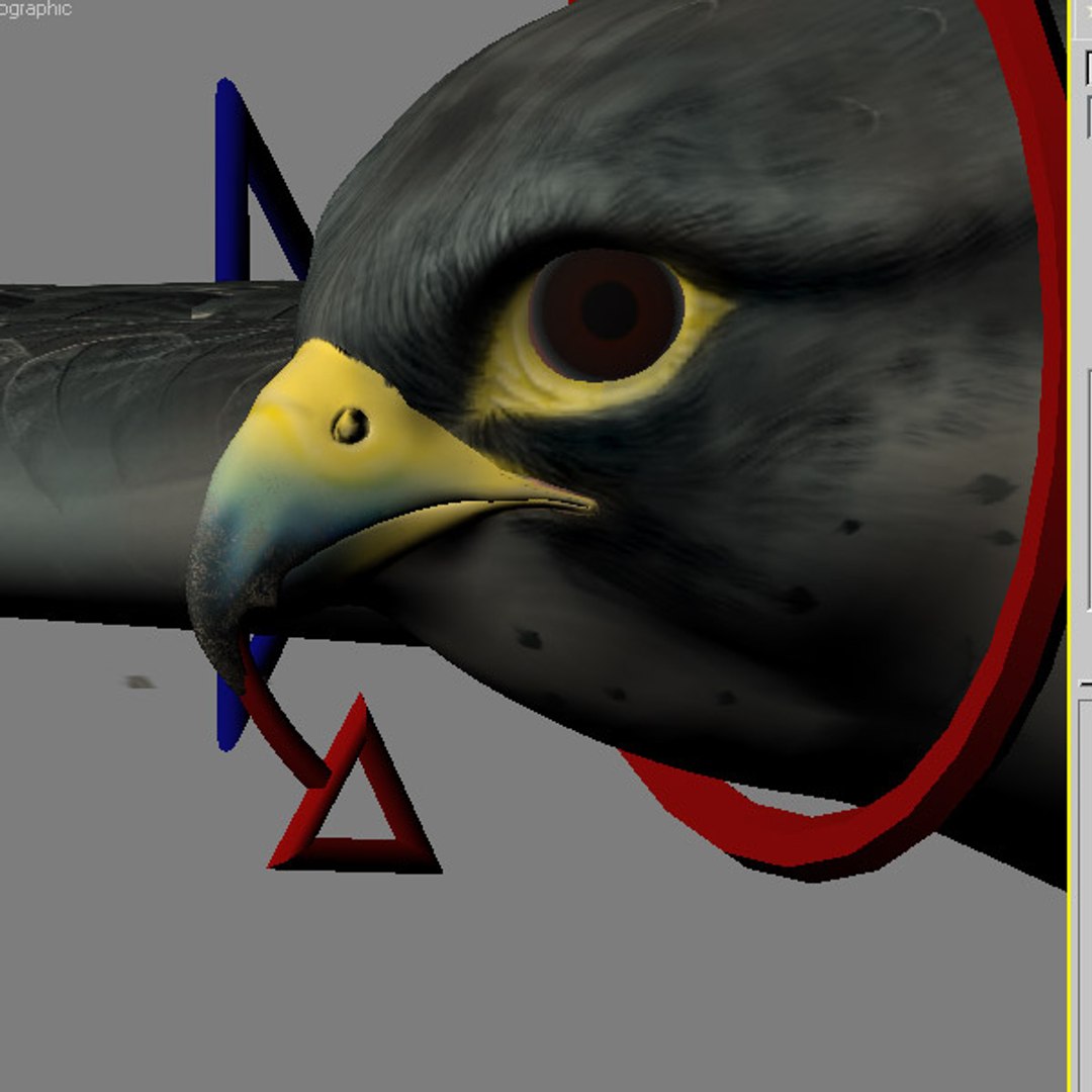 Peregrine Falcon Max