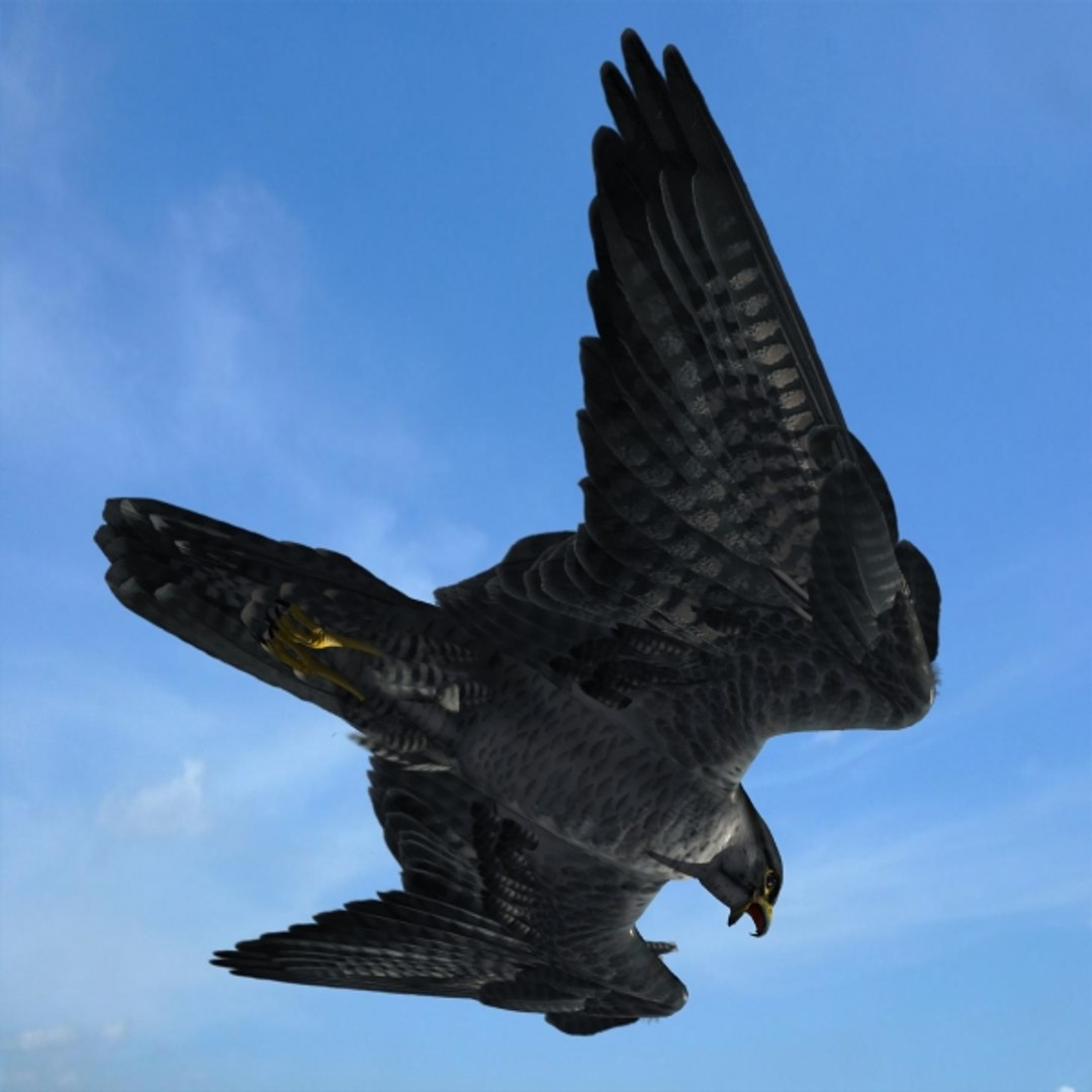Peregrine Falcon Max