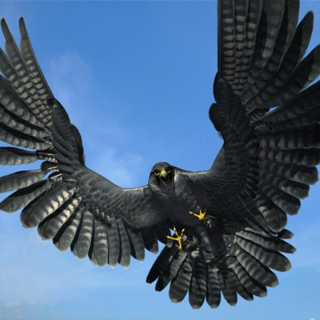 Peregrine Falcon Max