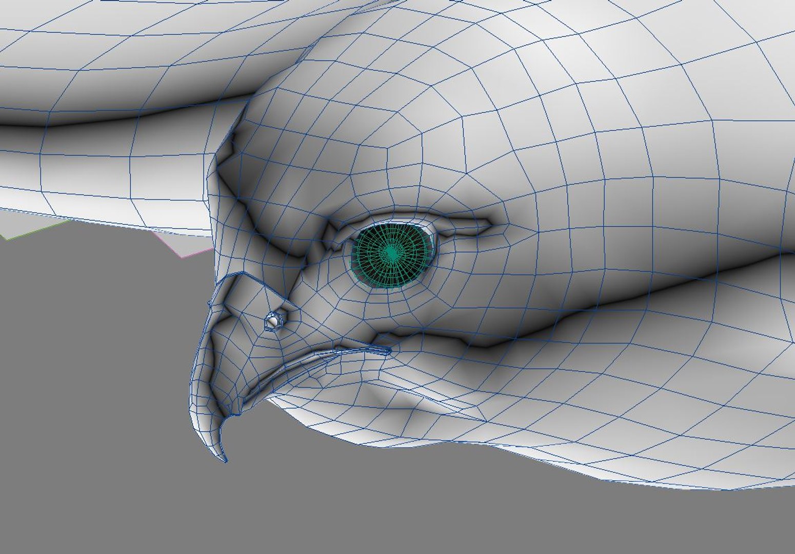 Peregrine Falcon Max