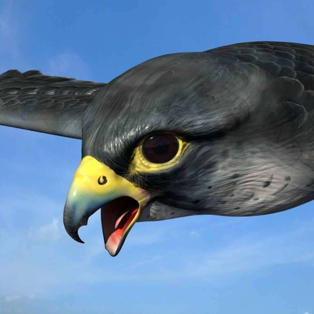 Peregrine Falcon Max