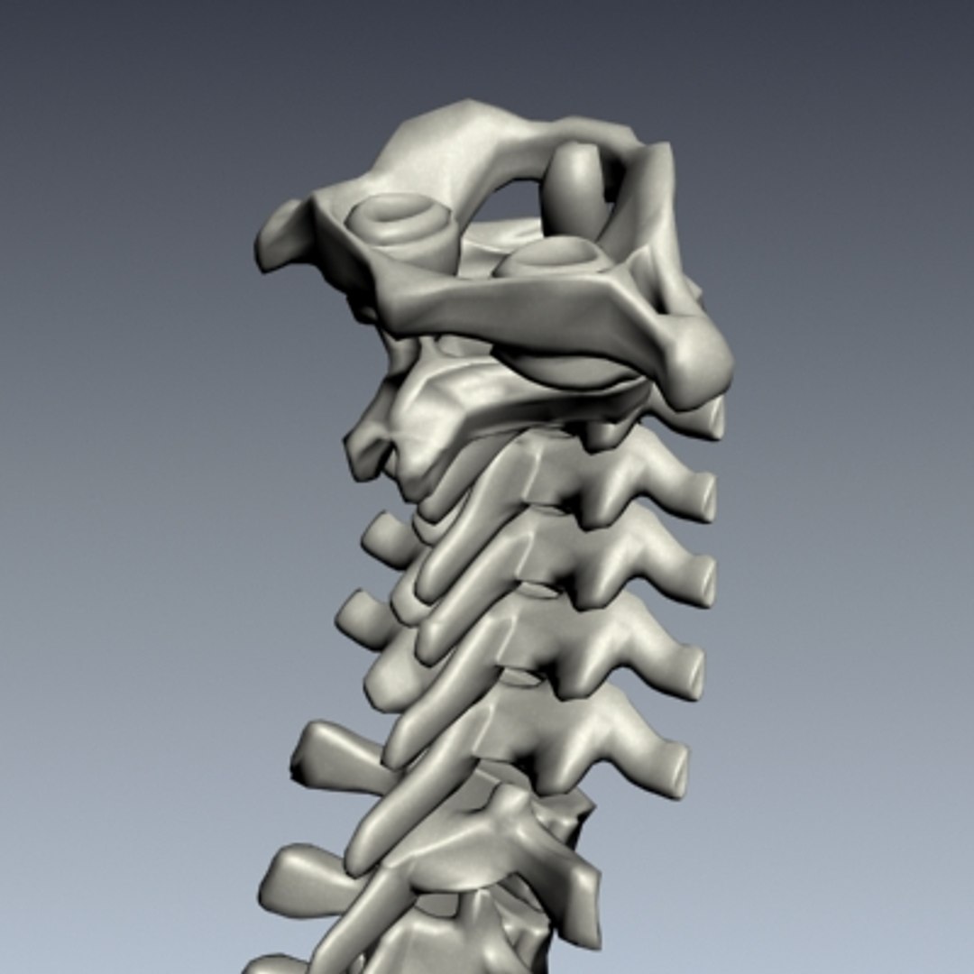 Spine Human Anatomy Articulated 3d Model
