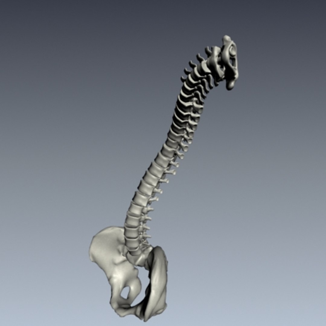 Spine Human Anatomy Articulated 3d Model