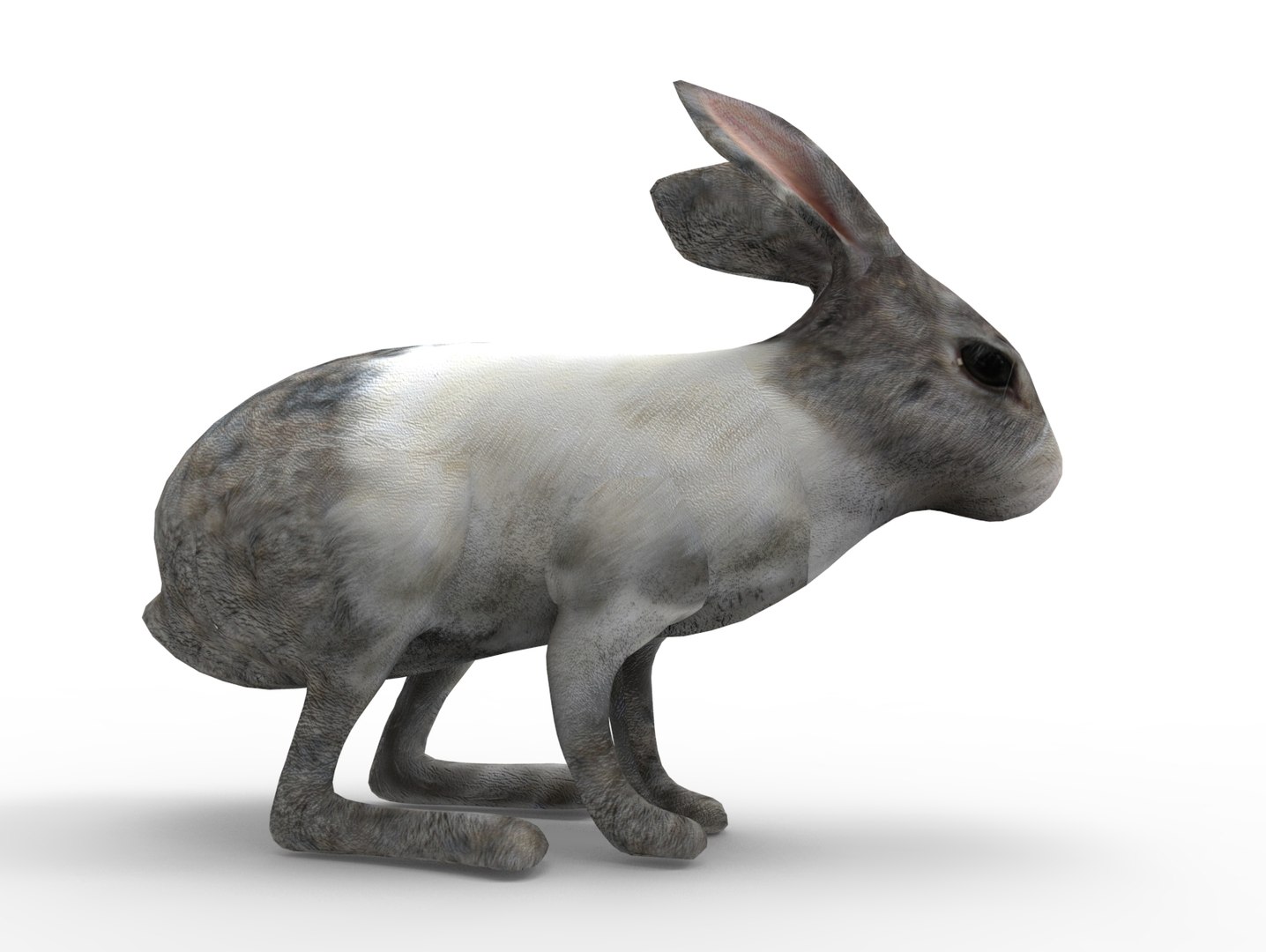 3D Rabbit Rigged Model - TurboSquid 1198737