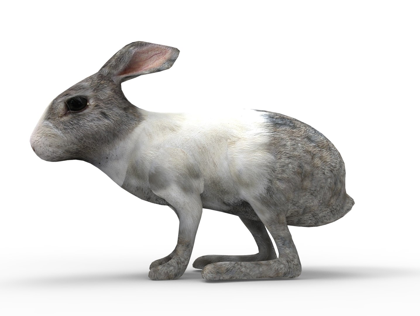 3D Rabbit Rigged Model - TurboSquid 1198737