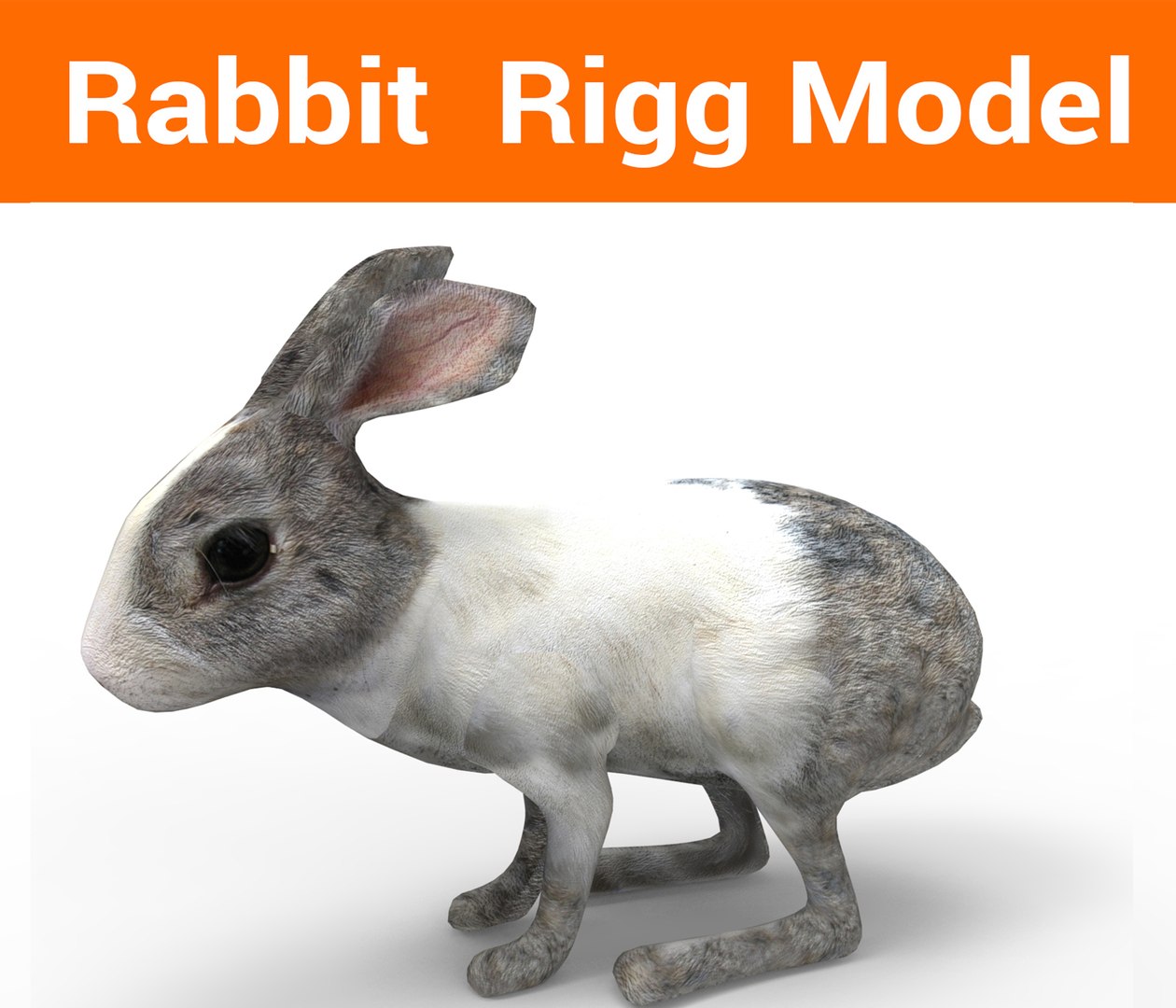 3D rabbit rigged model - TurboSquid 1198737