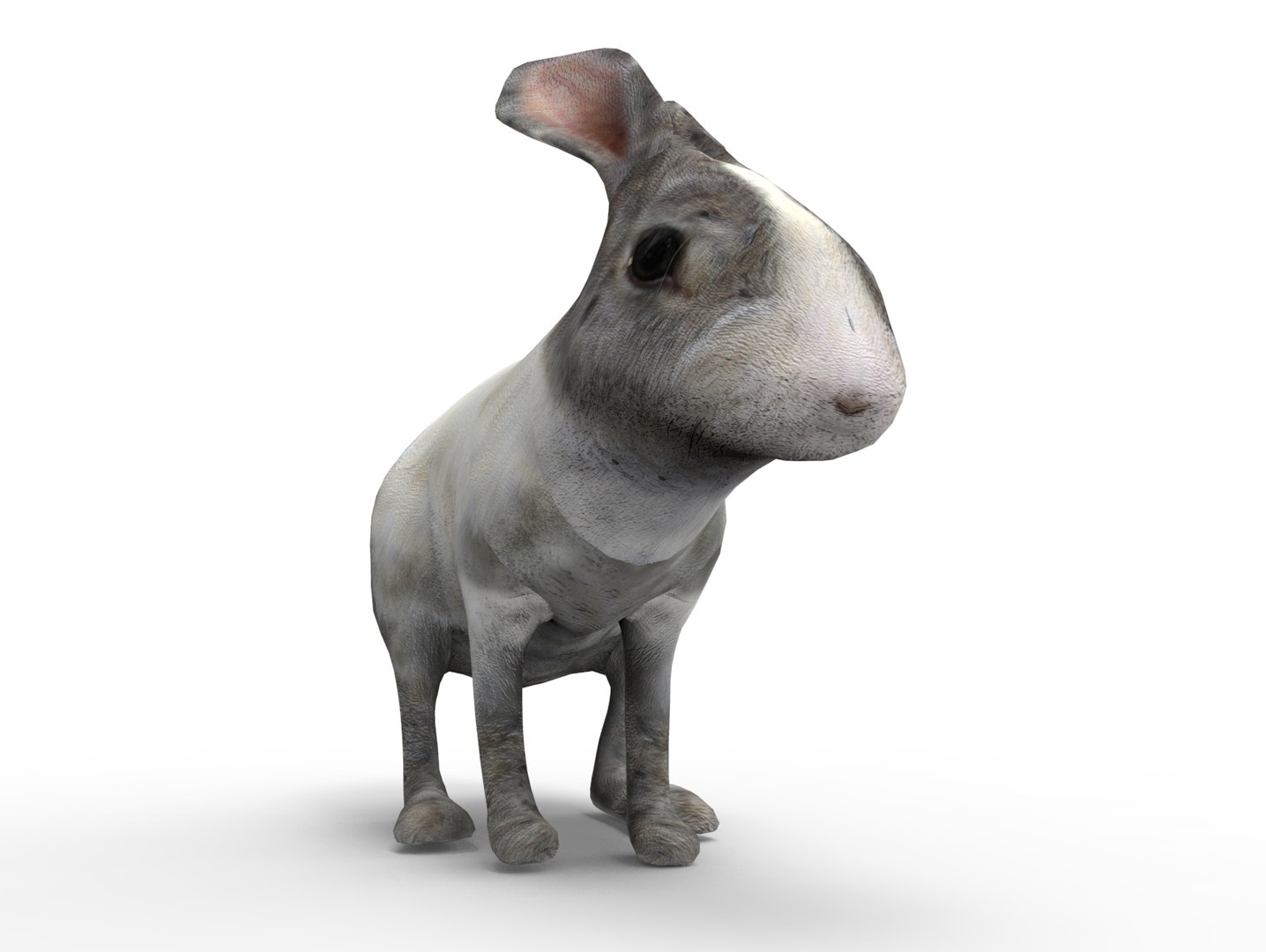 3D Rabbit Rigged Model - TurboSquid 1198737