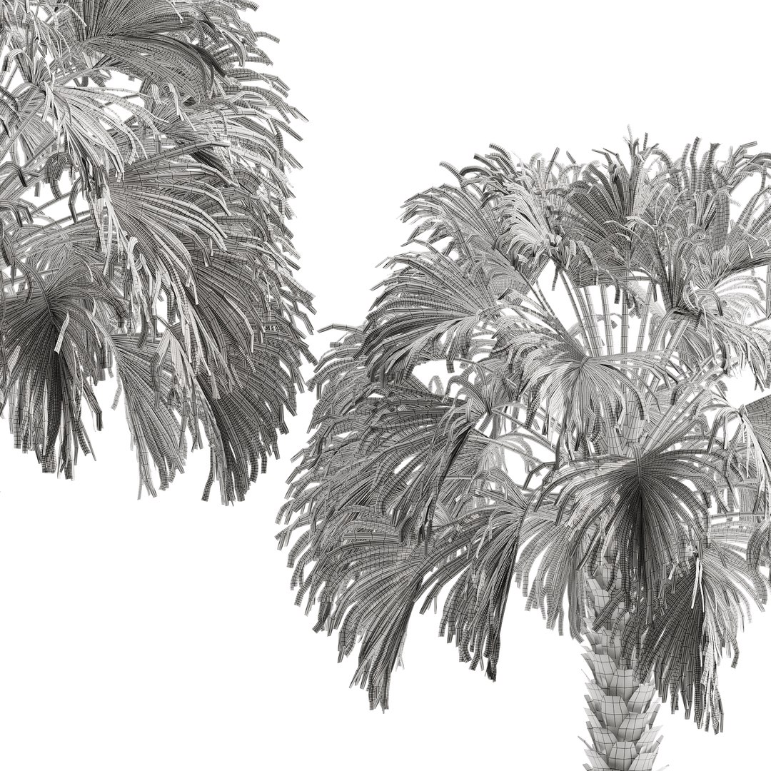 Sabal Palmetto Cabbage Palm 3D Model - TurboSquid 1954665
