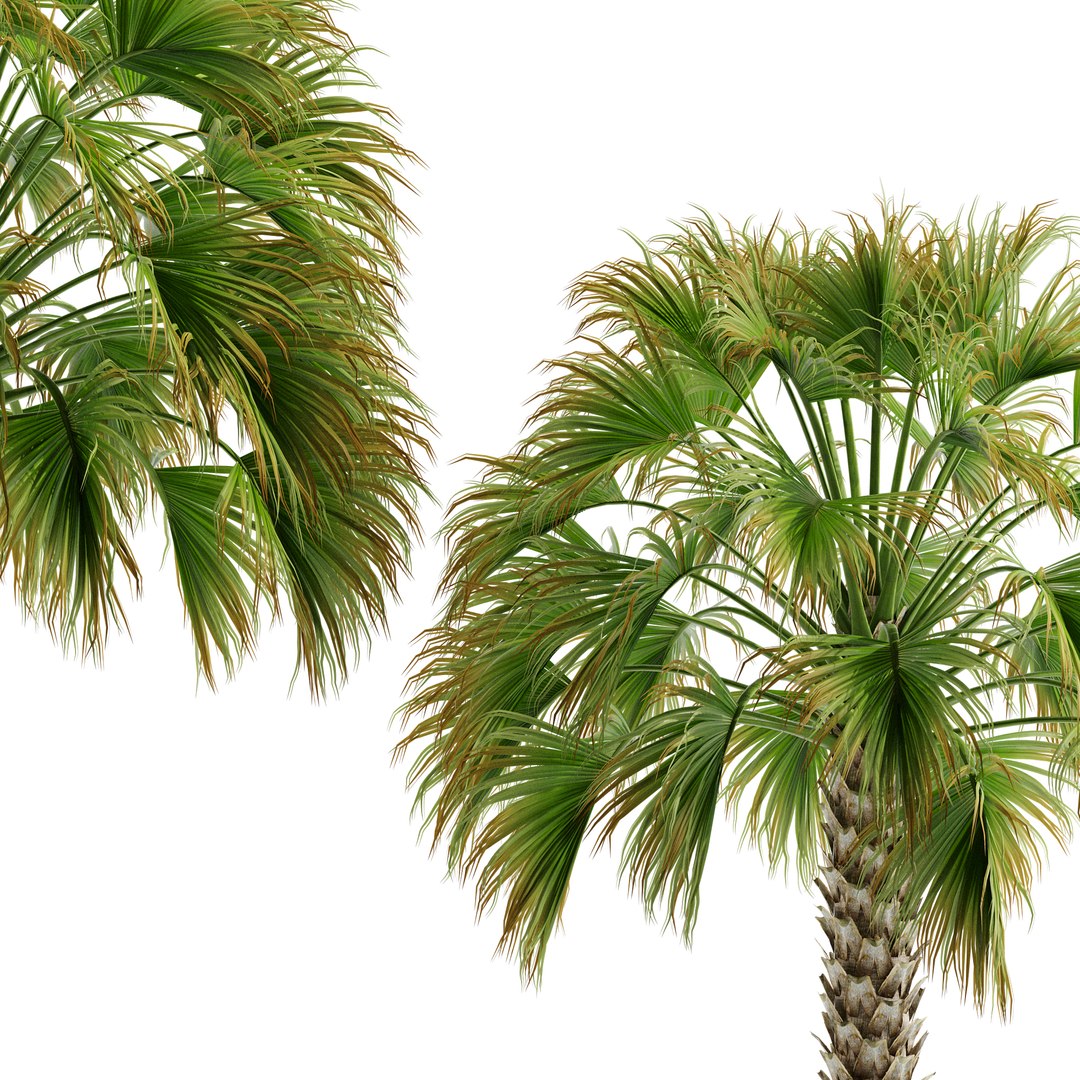 Sabal Palmetto Cabbage Palm 3D Model - TurboSquid 1954665