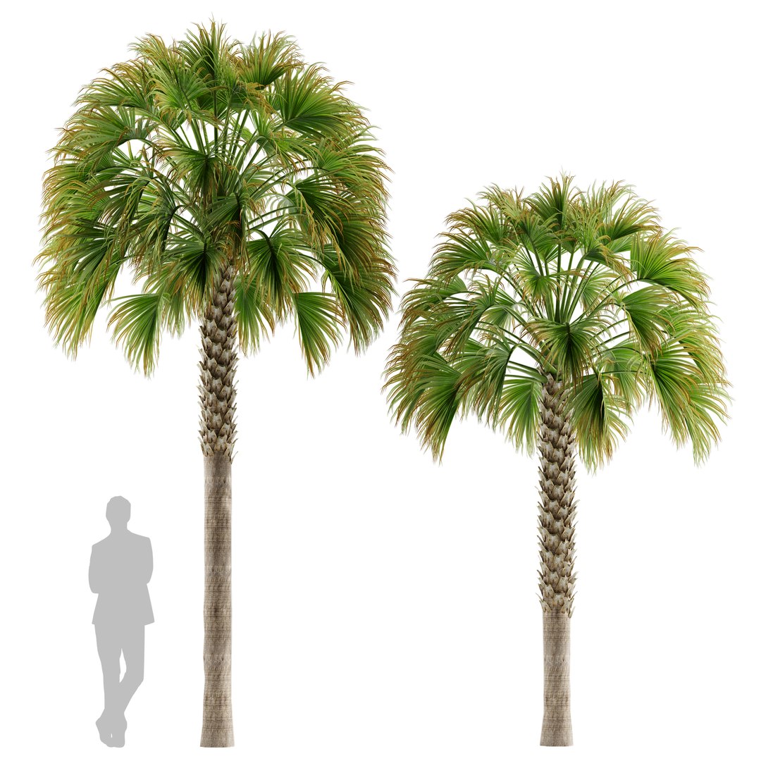 Sabal Palmetto Cabbage Palm 3D Model - TurboSquid 1954665