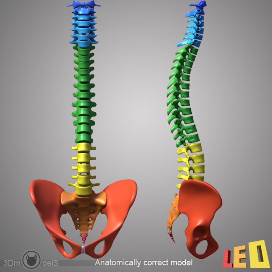 human spine 3d model