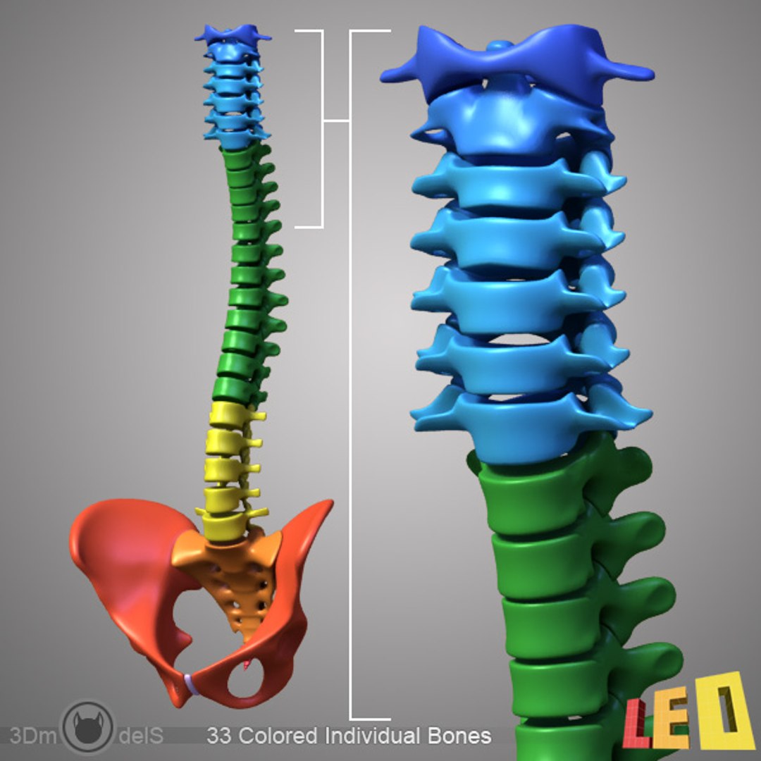 human spine 3d model