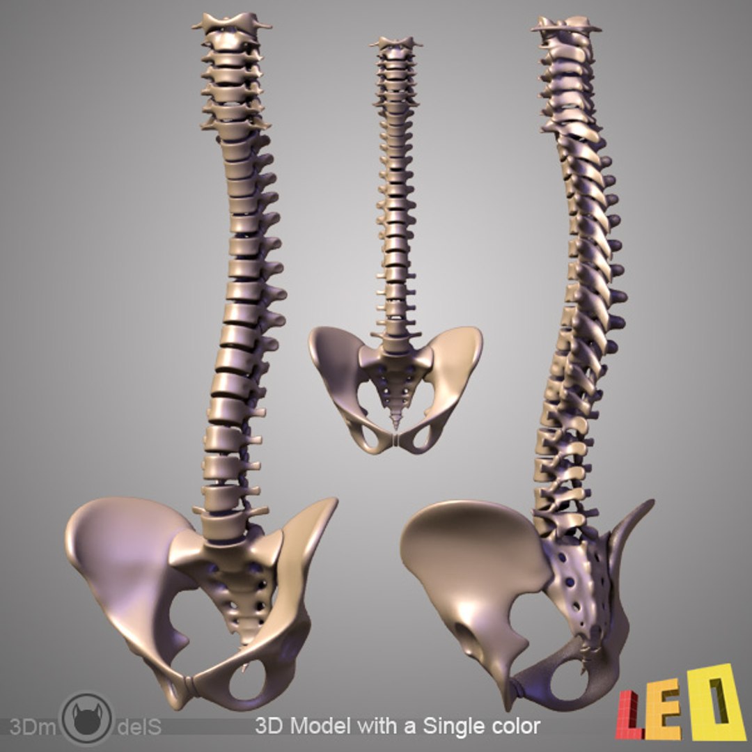 human spine 3d model