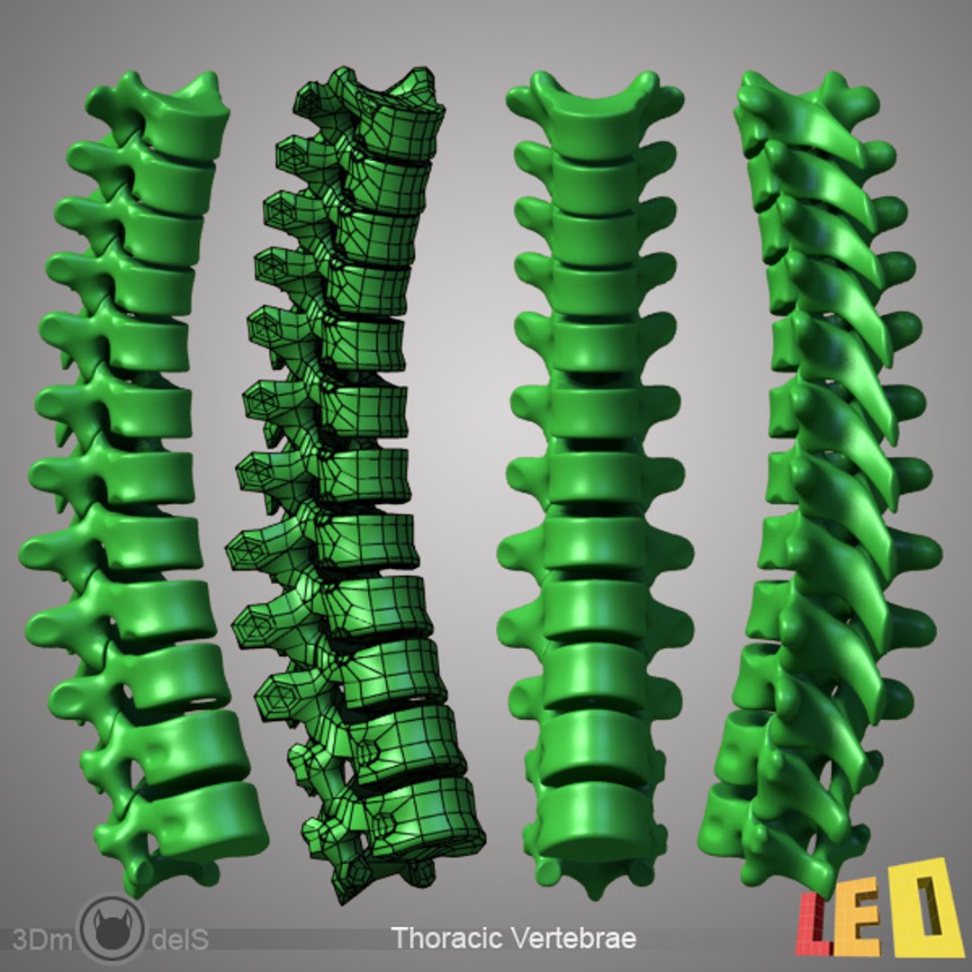 human spine 3d model
