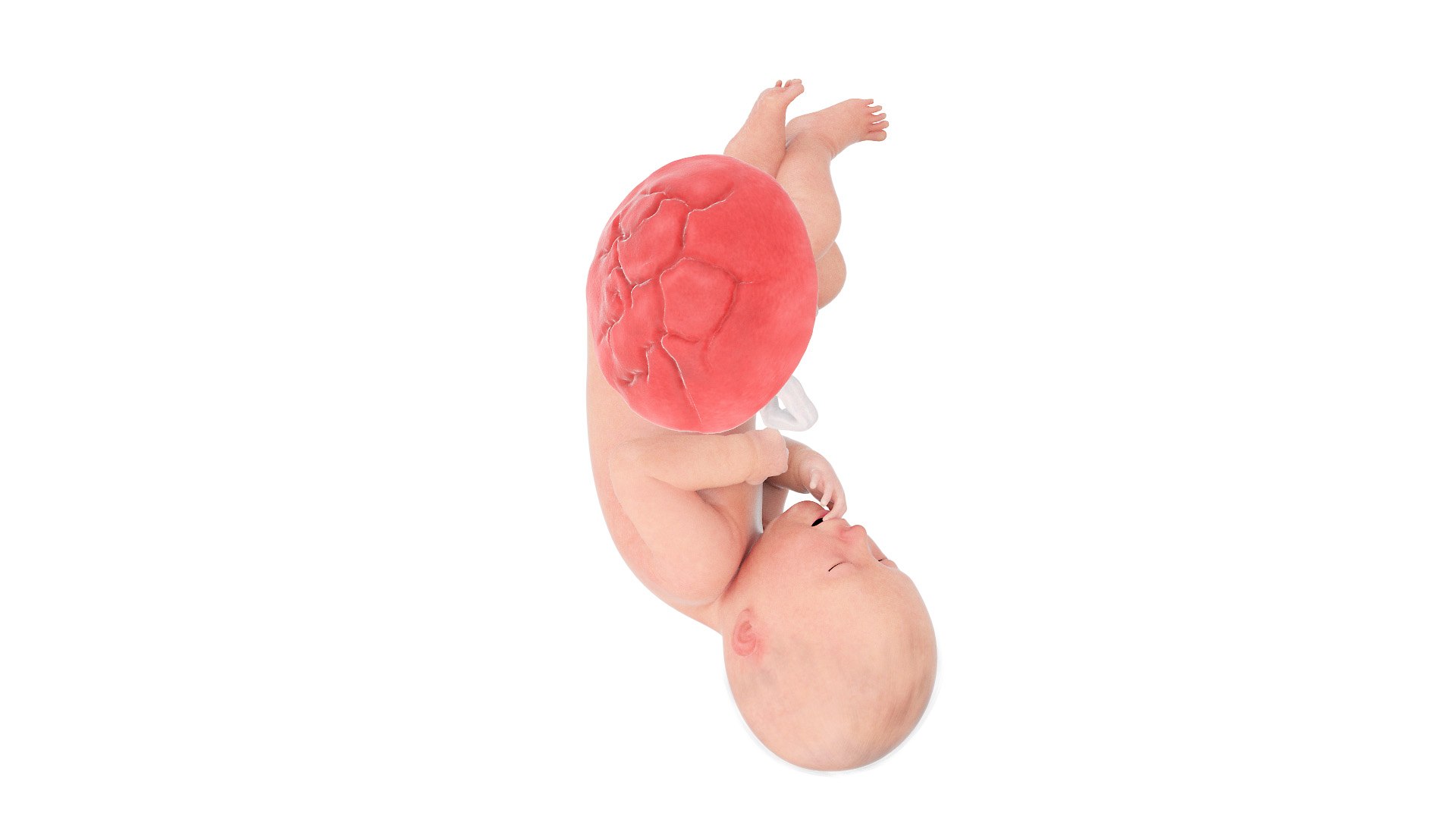 3D Model Fetus Anatomy Week 36 Animated - TurboSquid 1794039