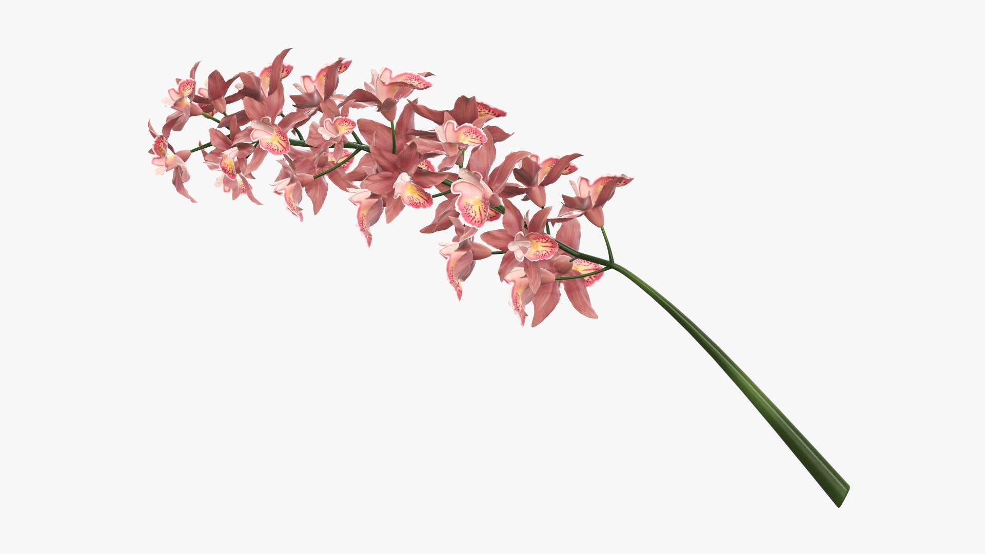 3D Orchid Flower Branch - TurboSquid 1651305