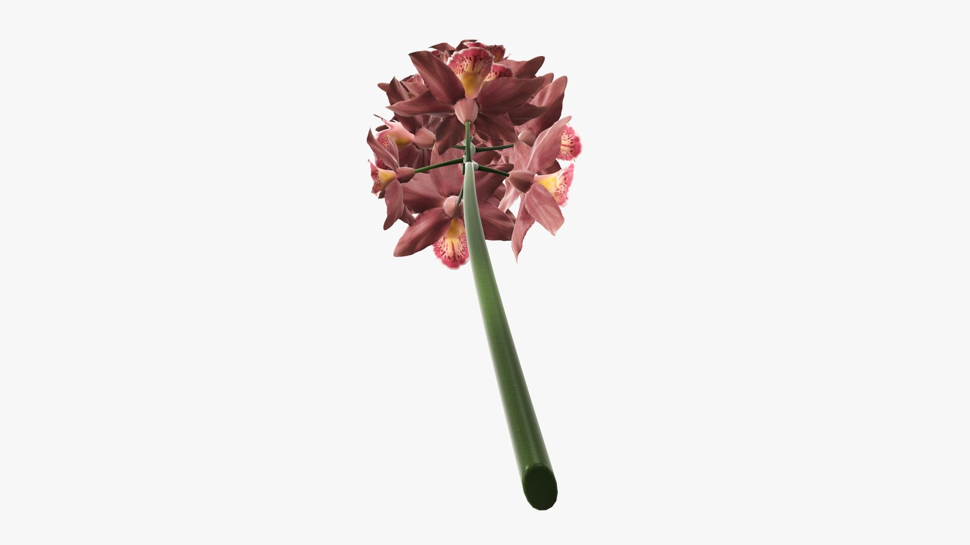 3D Orchid Flower Branch - TurboSquid 1651305