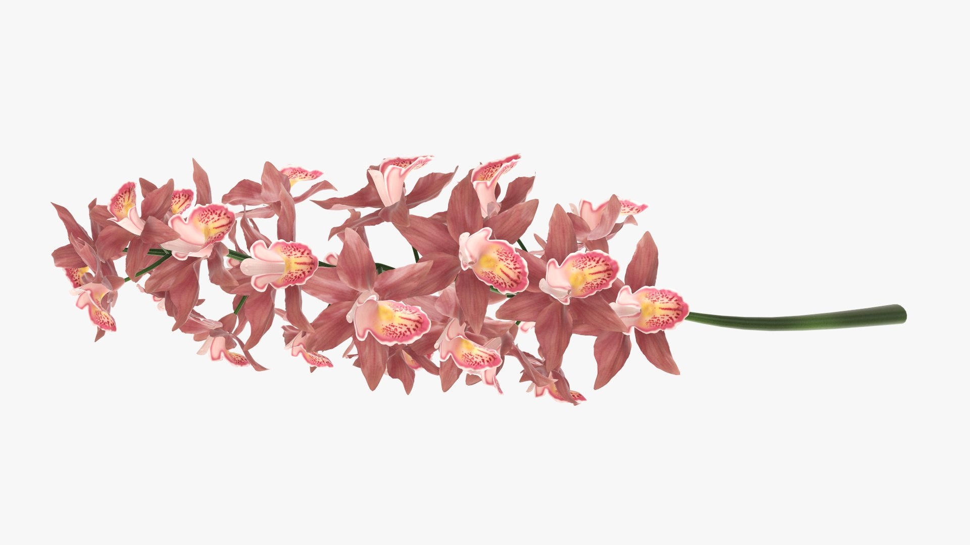 3D Orchid Flower Branch - TurboSquid 1651305