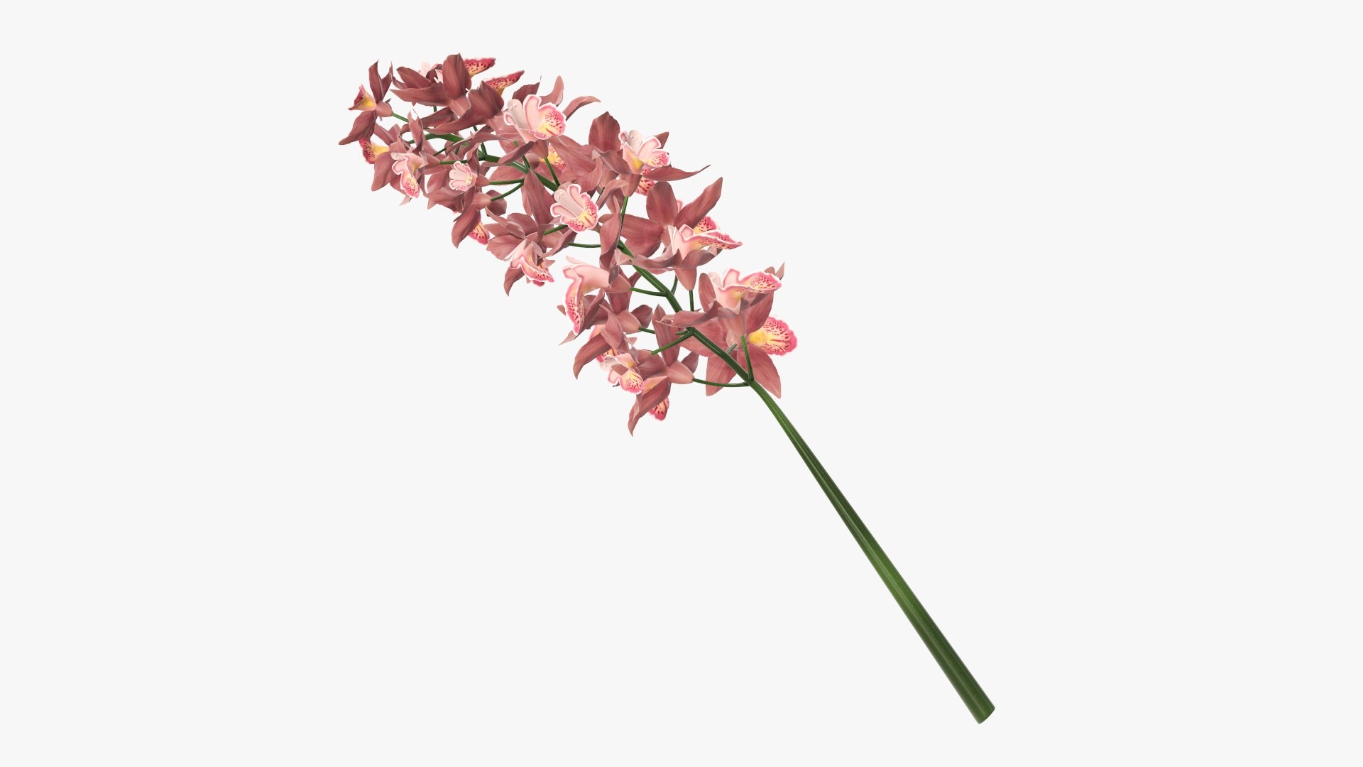 3D Orchid Flower Branch - TurboSquid 1651305