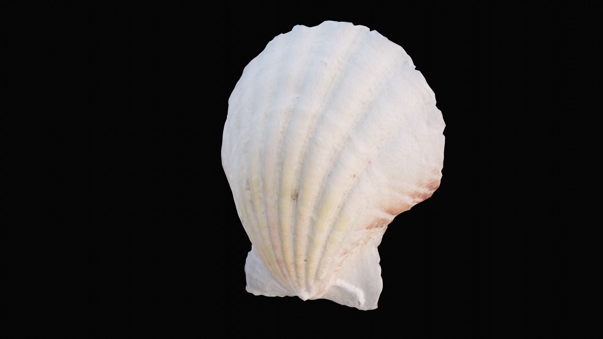 Sea Shell Scallop 3D Model - TurboSquid 1627573