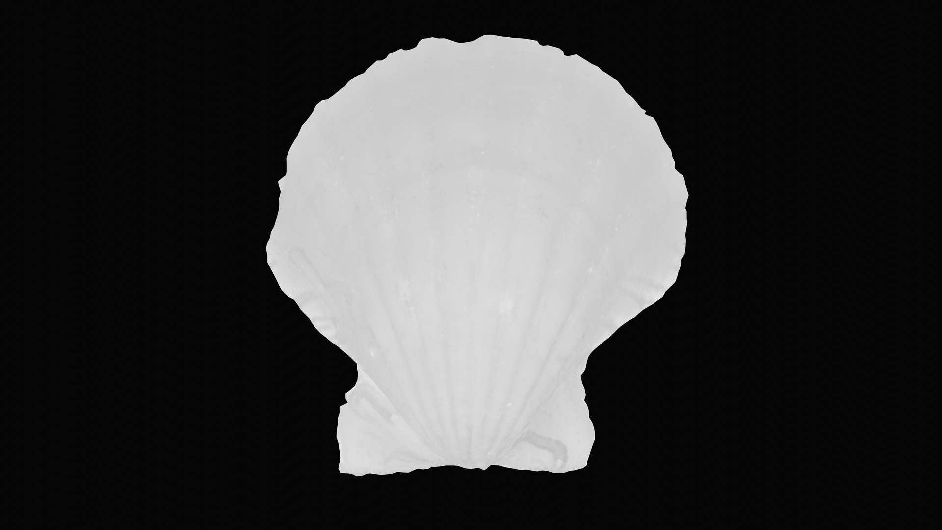 Sea Shell Scallop 3D Model - TurboSquid 1627573