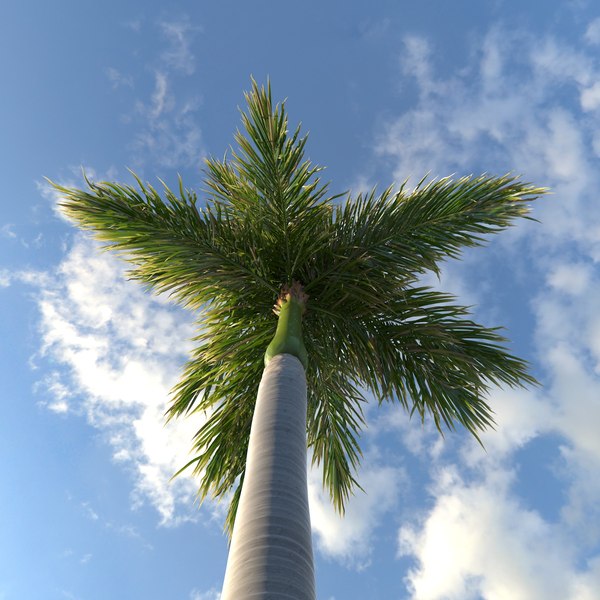 royal palm tree 3d model