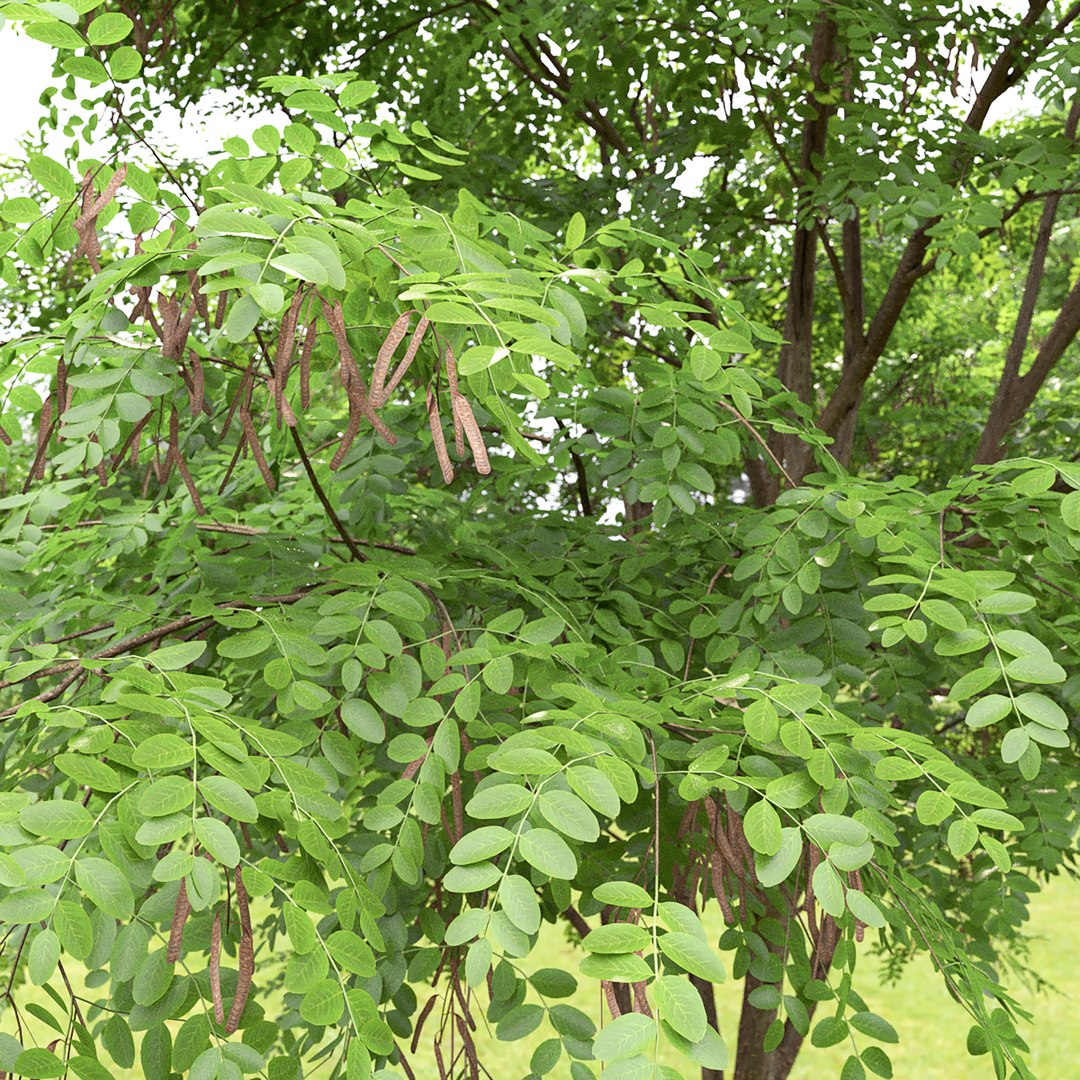 Robinia 07 3D - TurboSquid 1855620