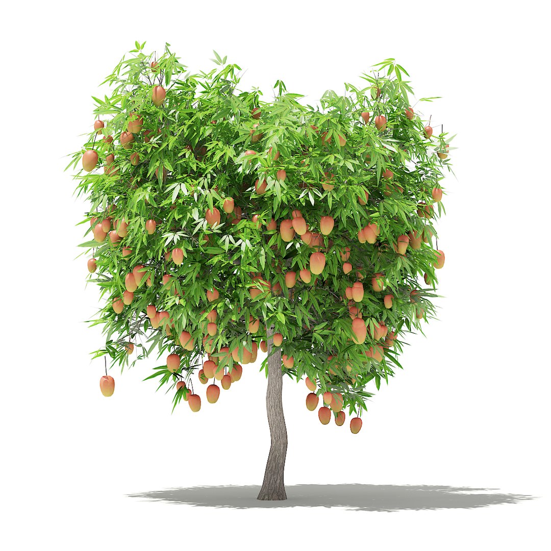 3D Mango Tree Fruits 2 Model - TurboSquid 1306269