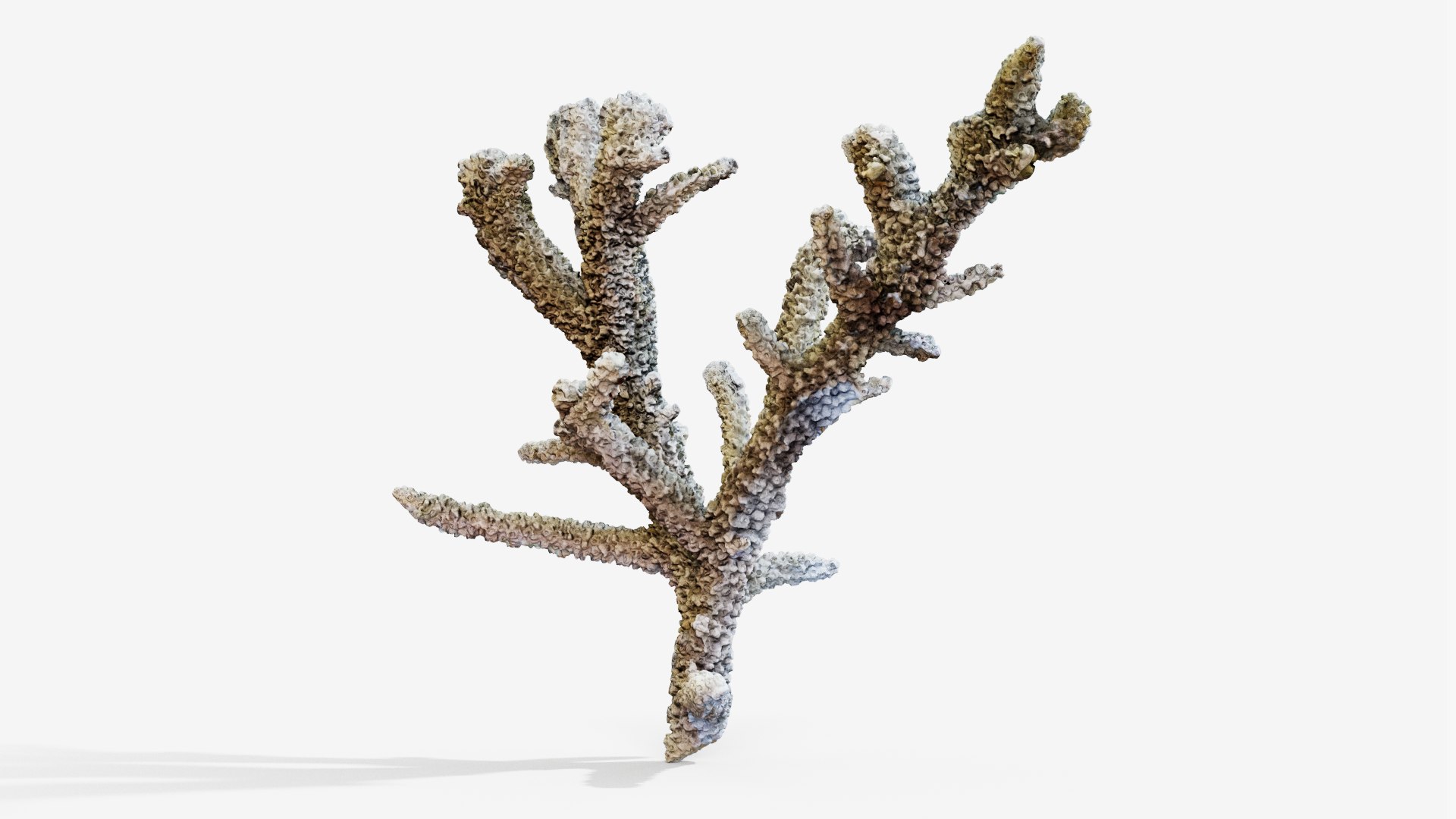 3D Coral Model - TurboSquid 2176775