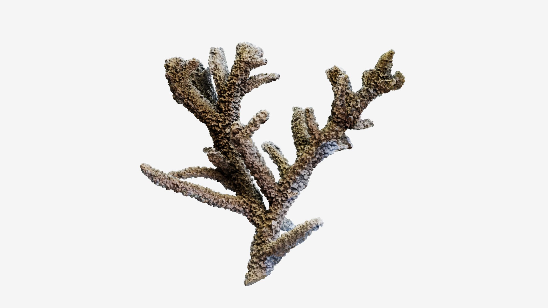 3D Coral Model - TurboSquid 2176775