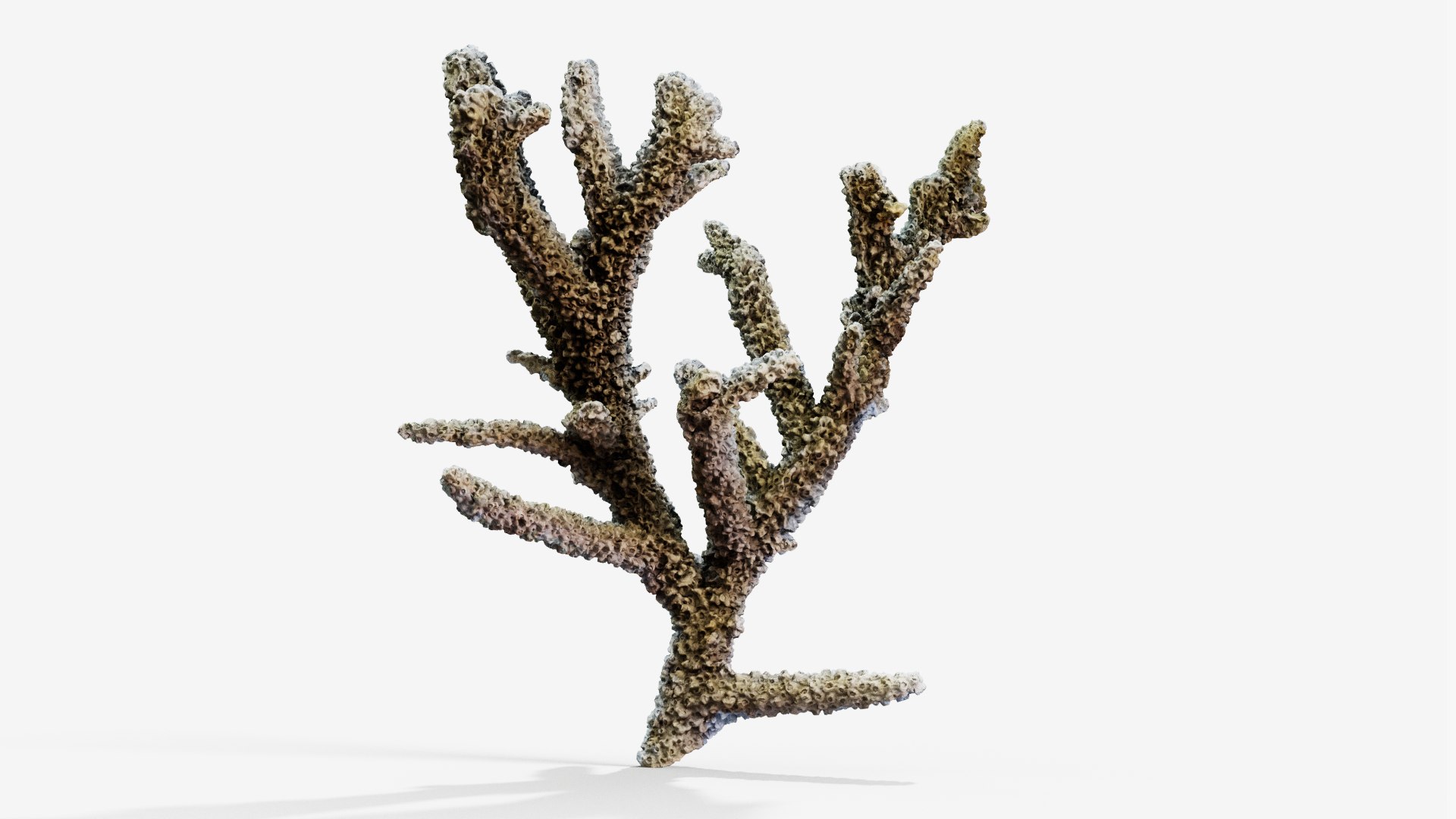 3D Coral Model - TurboSquid 2176775