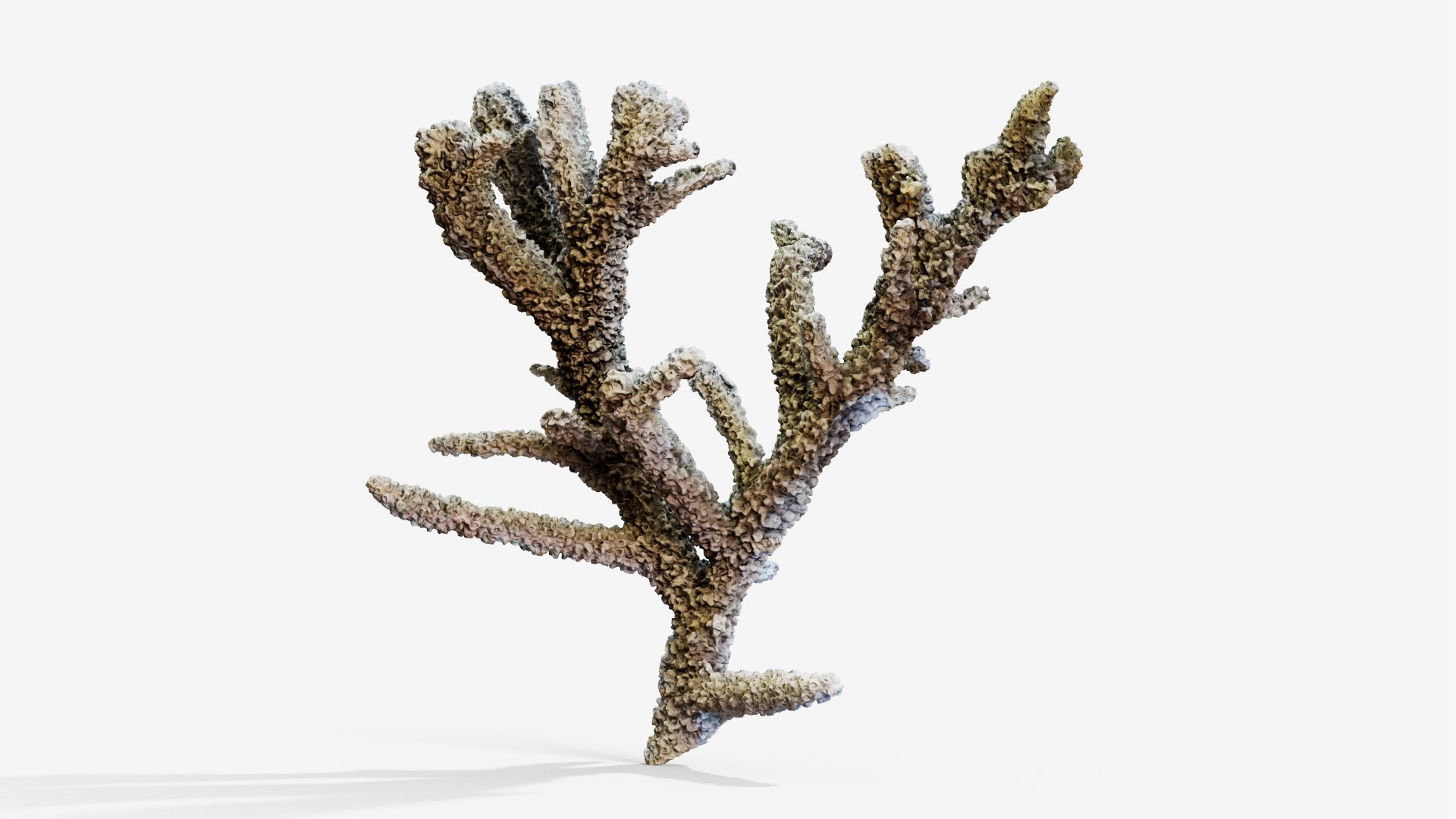 3D Coral Model - TurboSquid 2176775