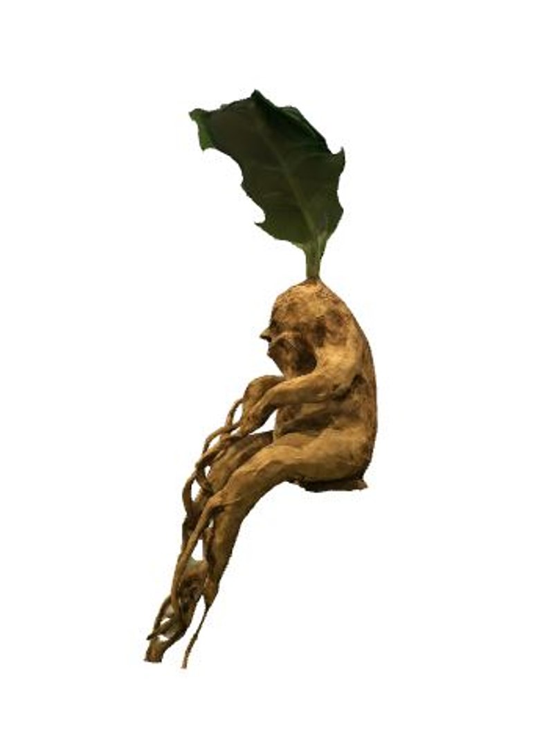 3D Mandragora Model - TurboSquid 1363005