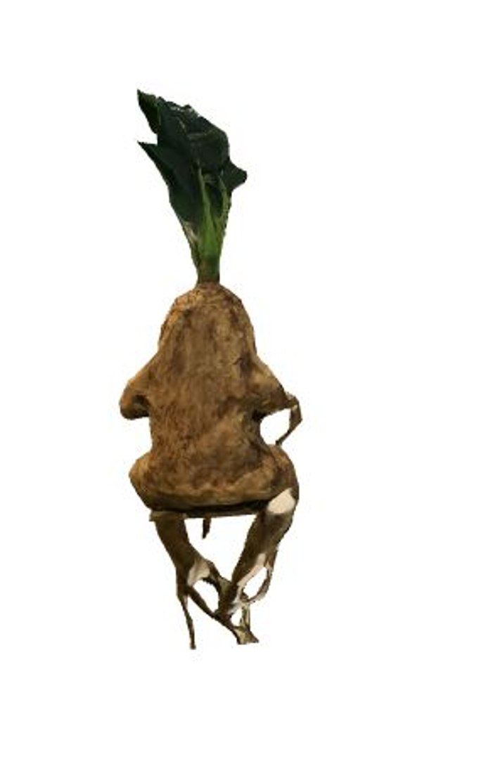 3D Mandragora Model - TurboSquid 1363005
