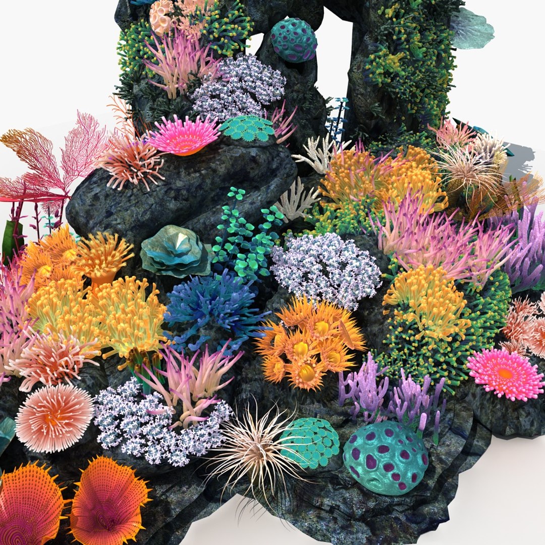 Coral 3D model - TurboSquid 1463211