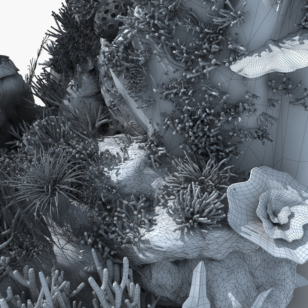 Coral 3D model - TurboSquid 1463211