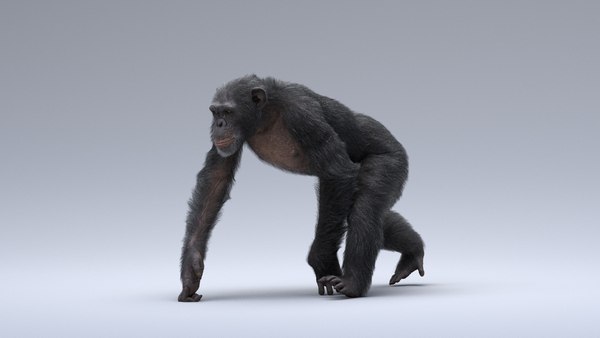 3D Chimpanzee ANIMATED - TurboSquid 1970926