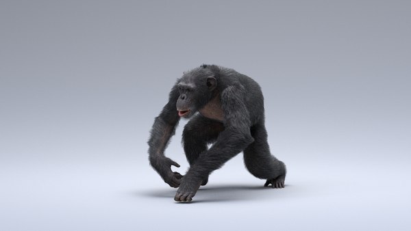 modelo 3d Chimpancé ANIMADO - TurboSquid 1970926