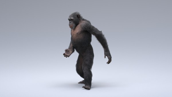 modelo 3d Chimpancé ANIMADO - TurboSquid 1970926