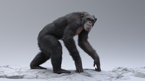 Chimpanzee ANIMATED 3D 모델 - TurboSquid 1970926