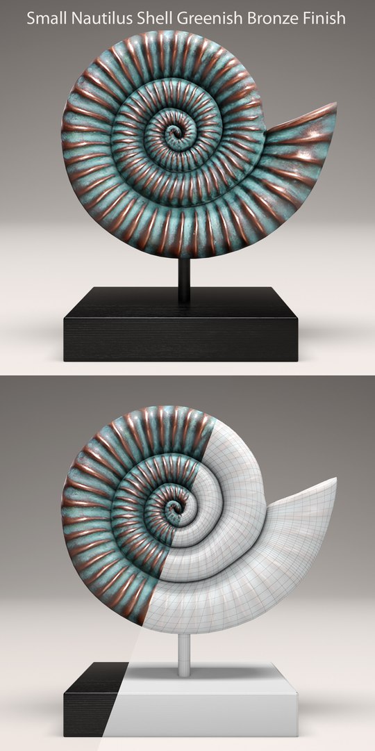 Nautical Shell 3d Model