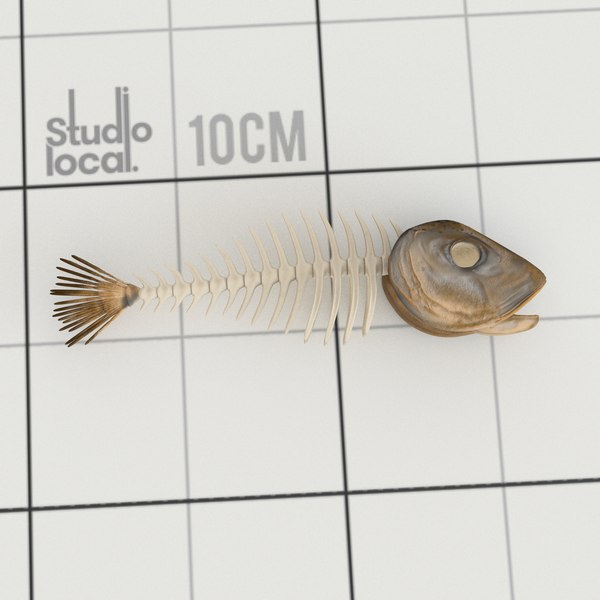 Fish Skeleton 3D Models for Download | TurboSquid