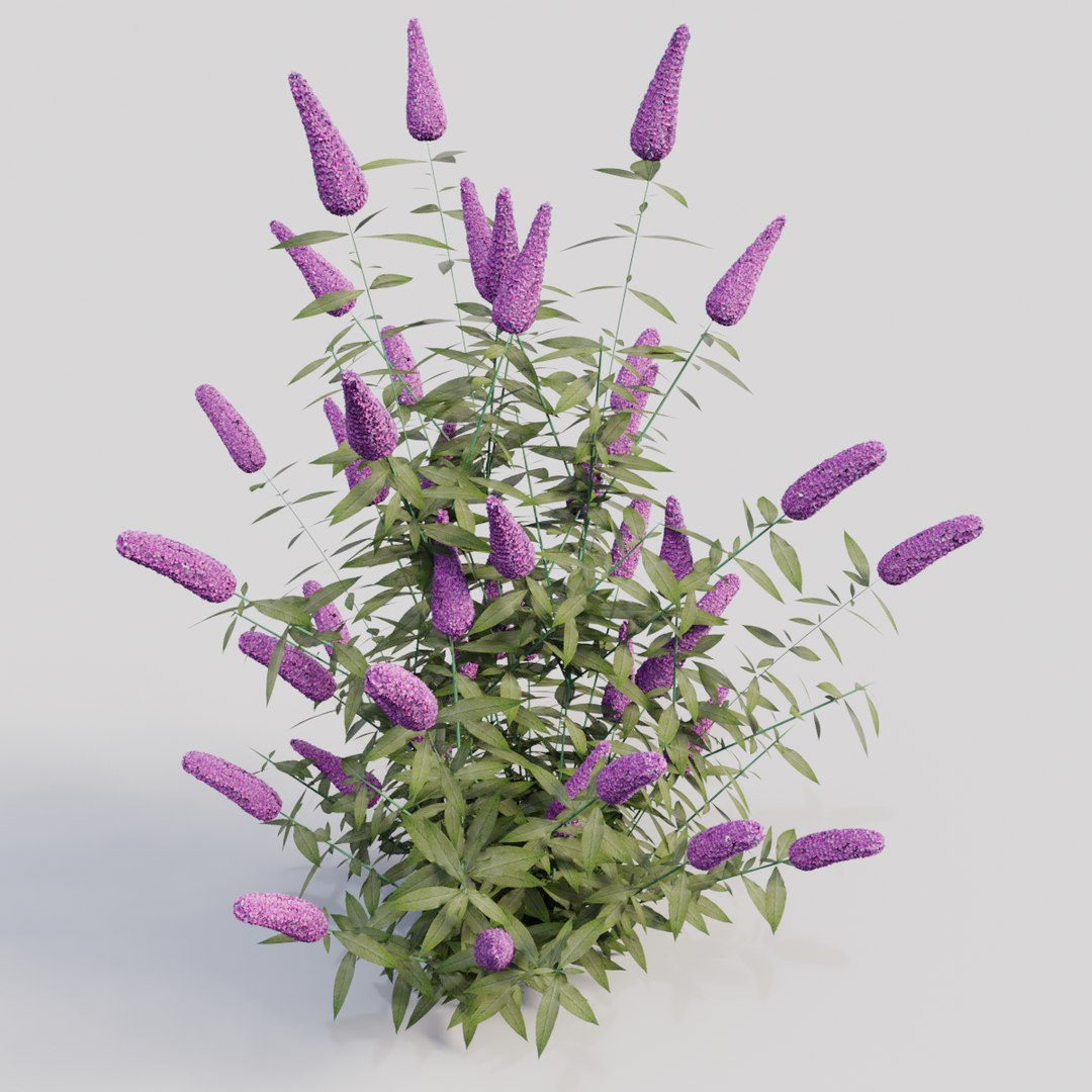 3D Model Buddleja Davidii Purple Gardens - TurboSquid 1488850